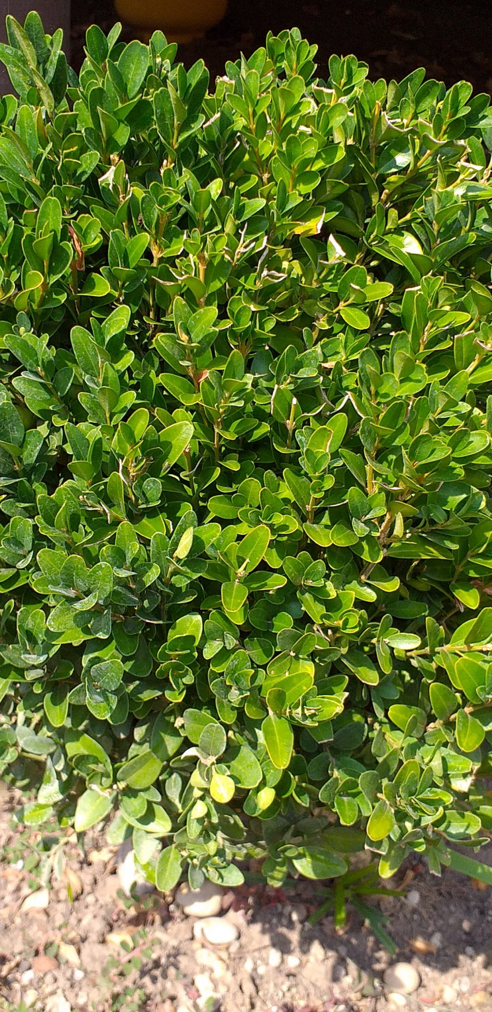 Ukrasno bilje | Rasadnik Zlatni Delišes