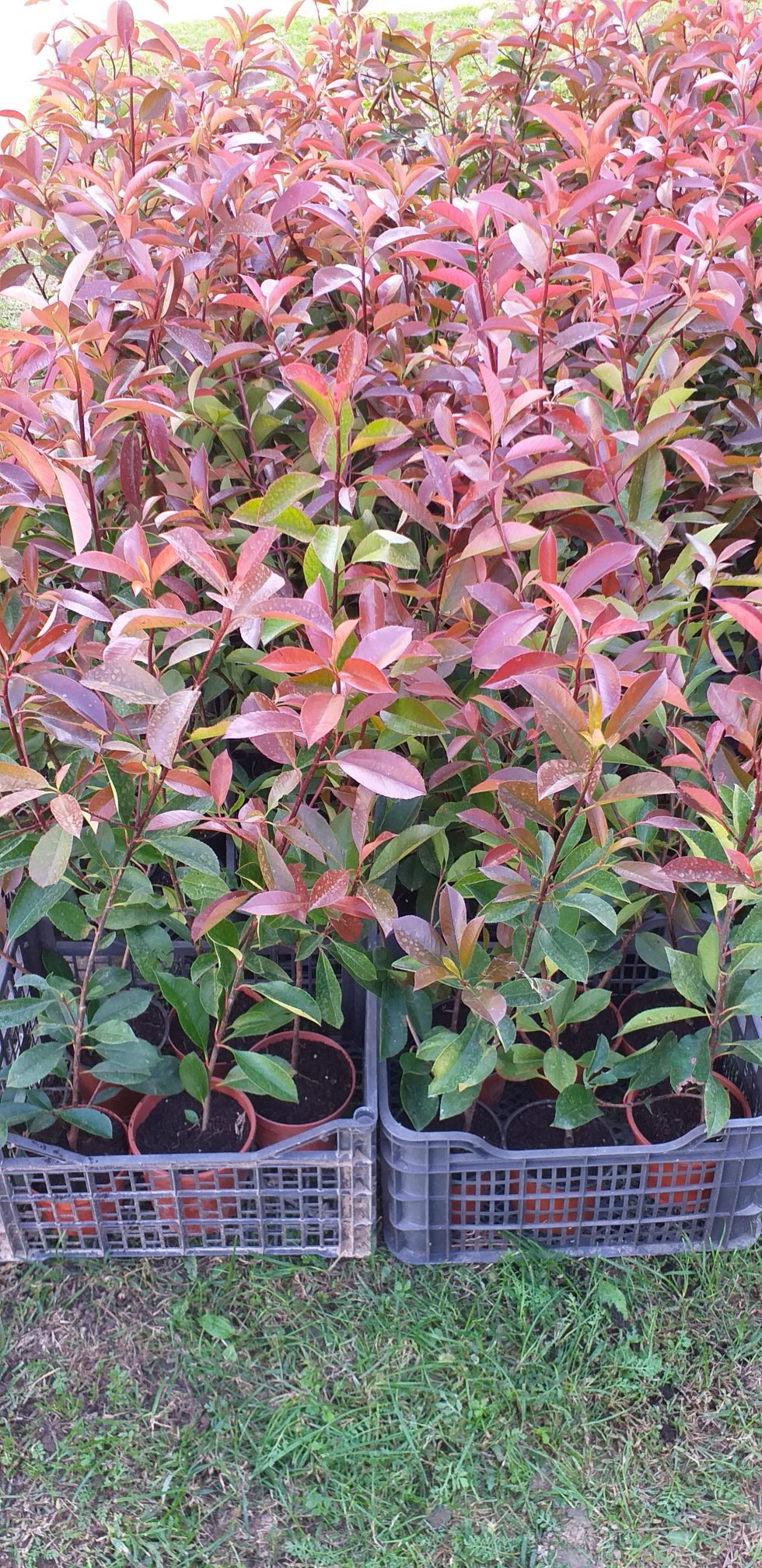 Ukrasno bilje | Rasadnik Zlatni Delišes