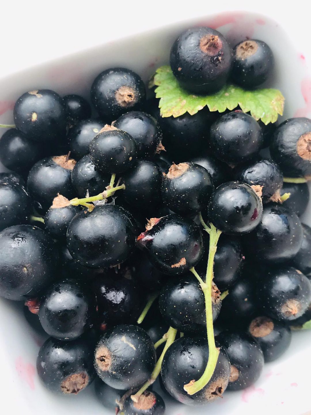 Bobičasto voće | Rasadnik Zlatni Delišes