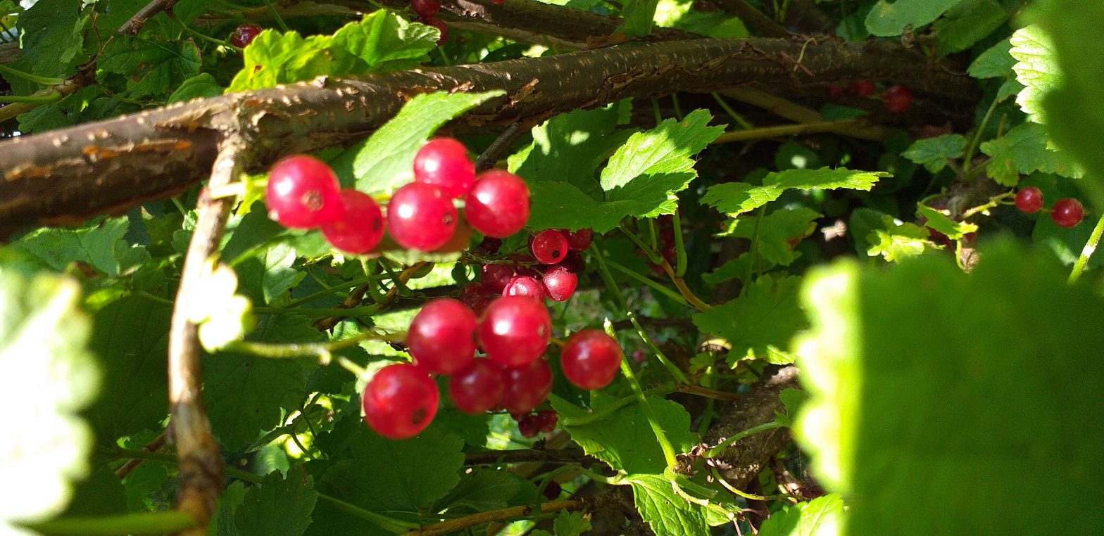 Bobičasto voće | Rasadnik Zlatni Delišes
